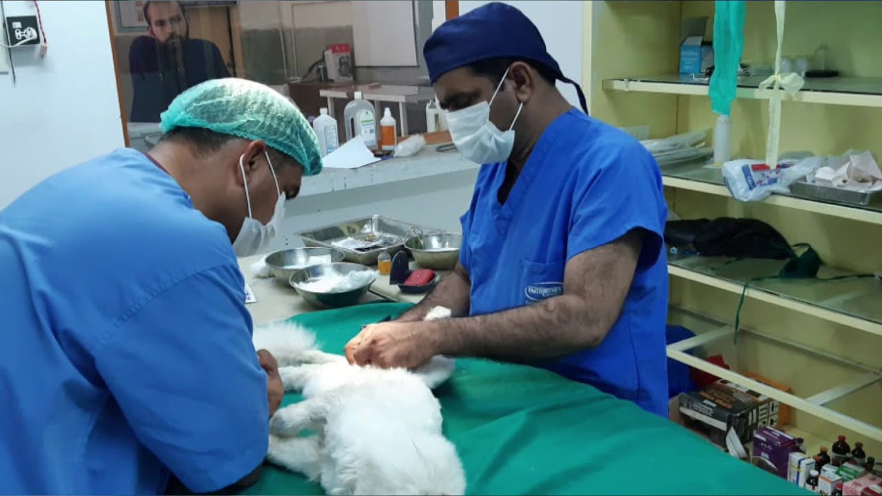 Urethrostomy in male cat(+923453776359) - YouTube