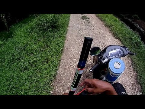 Mencuba Pancing Baru, Mantap... Dapat Ikan Puyu Besar - YouTube