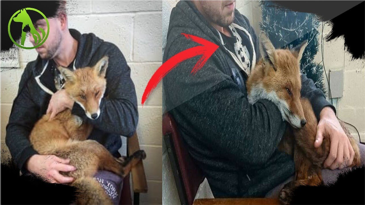 Fox Cuddles With The Man Who Saved His Life After Being Shot - YouTube