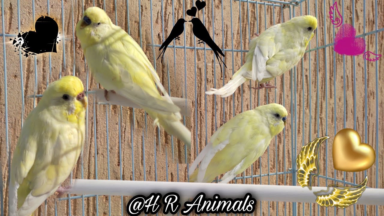 Couple Budgie Spangle Double Factor Golden - YouTube