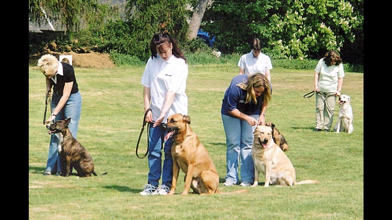 Dog training school in Japan #3 || Dog Obedience Training Test - YouTube