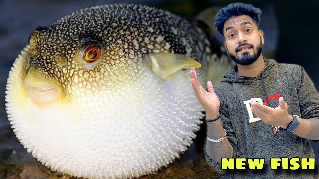 NEW FUGU FISH MY AQUARIUM 🐟 - YouTube