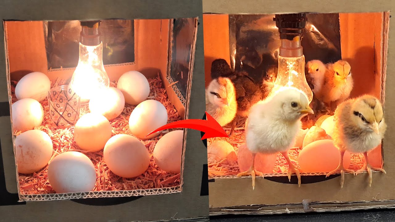 How to make a home incubator at home from a paper box | How to make ...