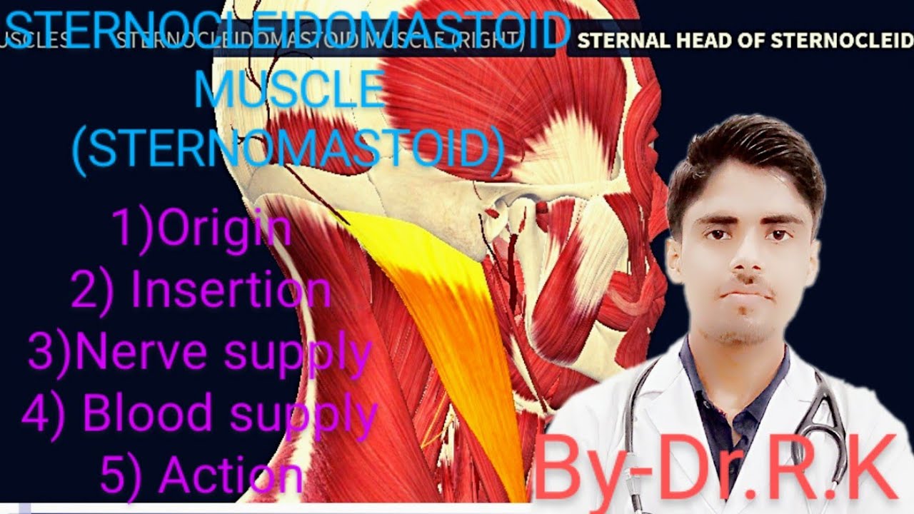 STERNOCLEIDOMASTOID MUSCLE/sternocleidomastoid muscle /origin/Insertion ...