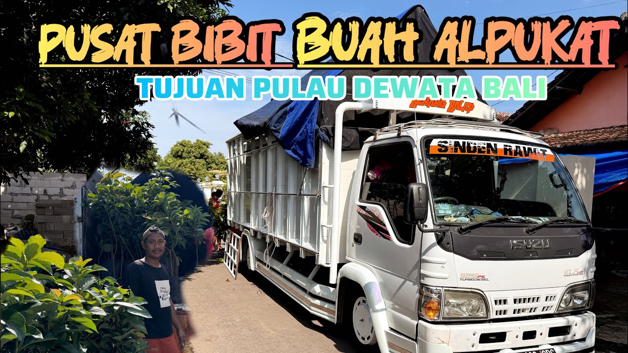 MUAT BIBIT ALPUKAT KE BALI SEKALIAN LIBURAN - YouTube