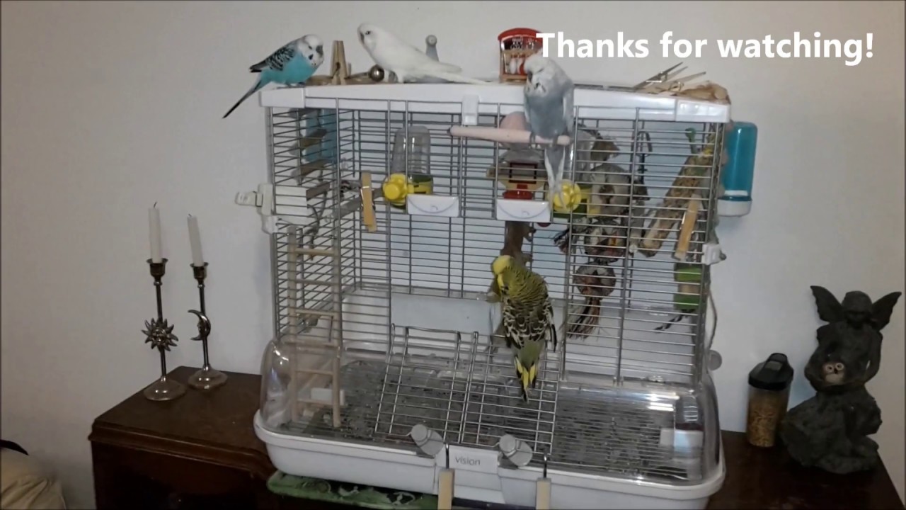 Meet the boys, their freedom and adapted home! My 4 budgies. * Disabled ...