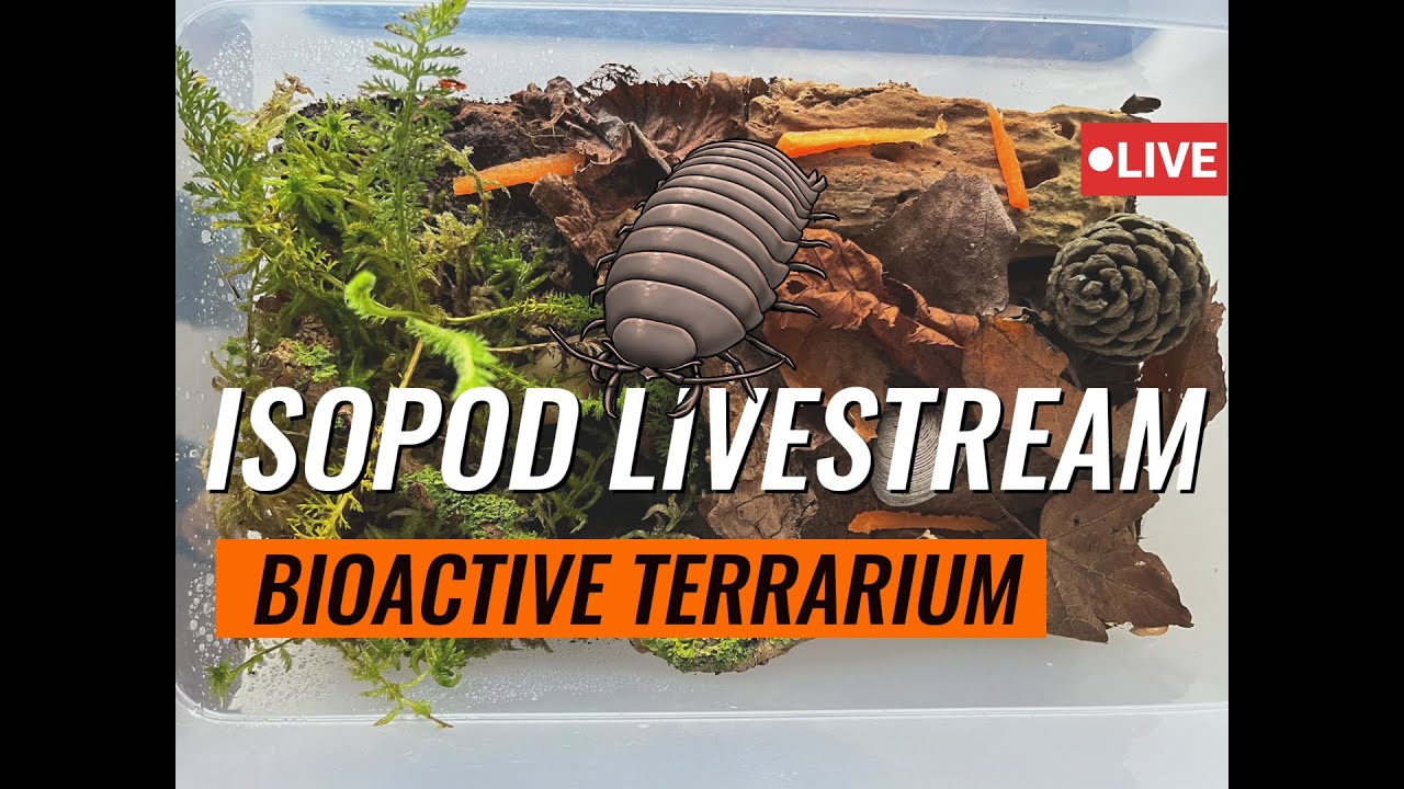 Isopodflix: Isopod Chill Livestream with Motion Detection - 3 - YouTube