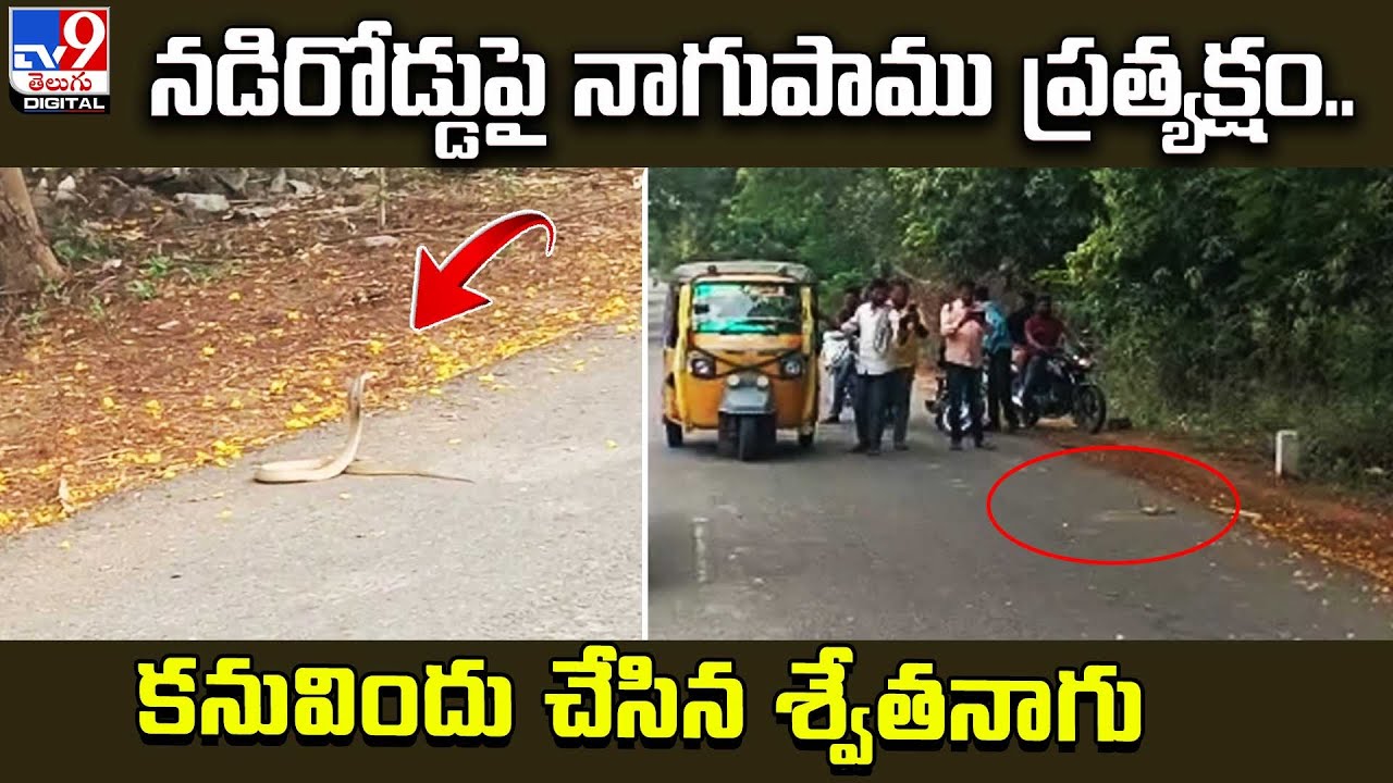 Swetha Naagu Snake : పర్వతగిరిలో శ్వేతనాగు హల్‌చల్‌ - TV9 - YouTube