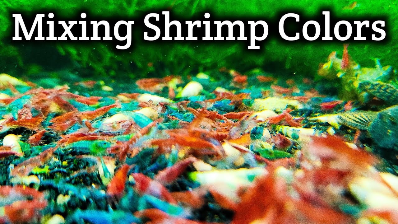 NEW Mixing Shrimp Colors Breeding Experiment - New Shrimp Tank Setup ...