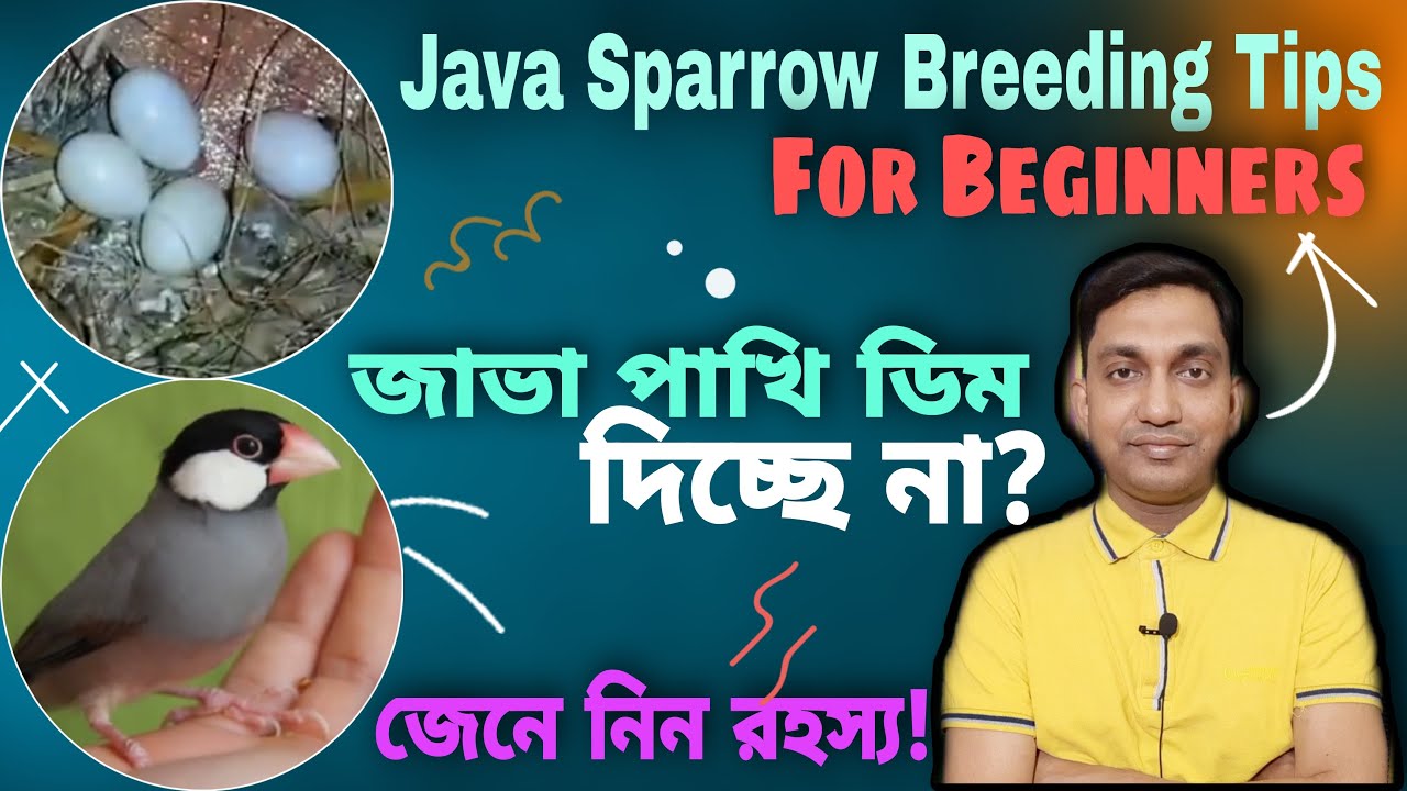 জাভা পাখি মেটিং করছে কিন্তু ডিম দিচ্ছে না | Java Sparrow Breeding Tips ...