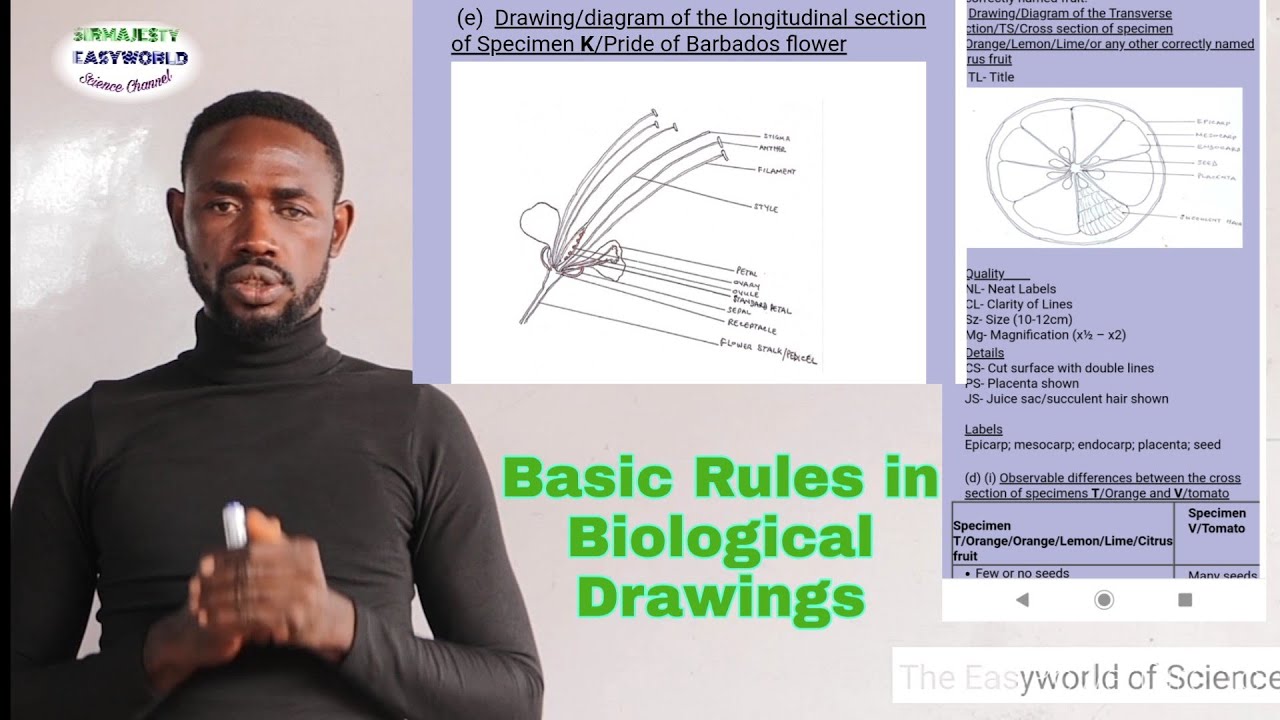 Basic Rules & Guides in Biological Drawings &the 2025 WAEC/NECO MARK ...