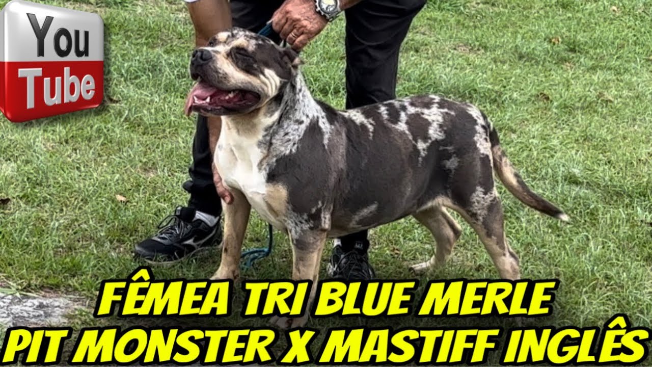 🚂 PRODUZIMOS UMA TRI BLUE MERLE COM O SANGUE PIT MONSTER X MASTIFF ...