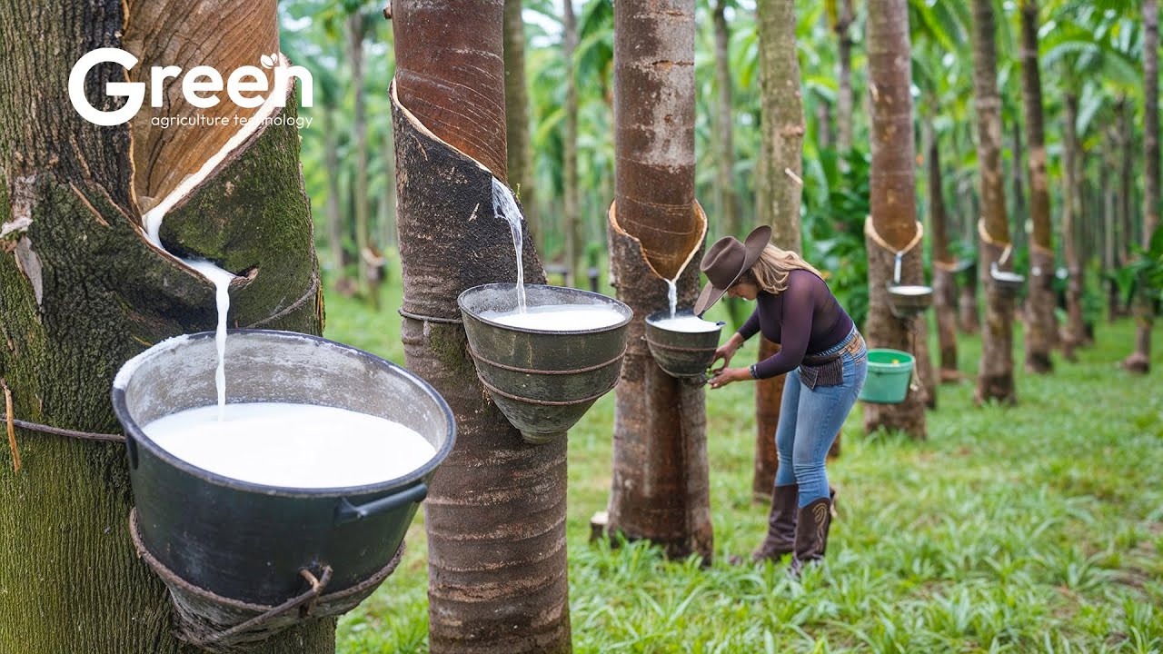 Rubber Tree - How to Rubber Tree Latex Harvested & Processed ...
