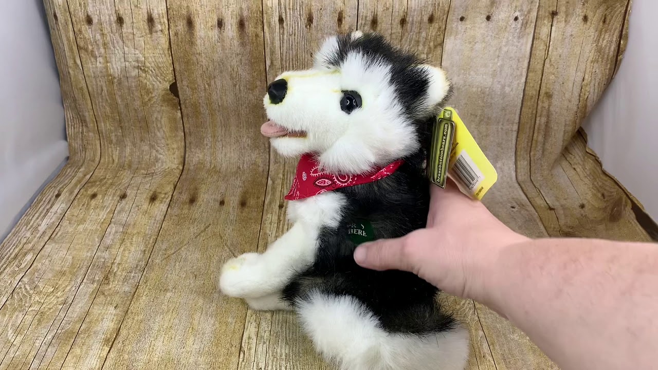 Holly the Husky Iceberg Augie & His Polar Friends - YouTube