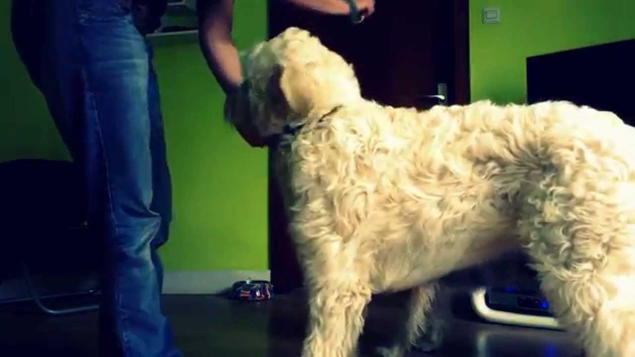 Emma (Goldendoodle) zeigt ihre Tricks - YouTube