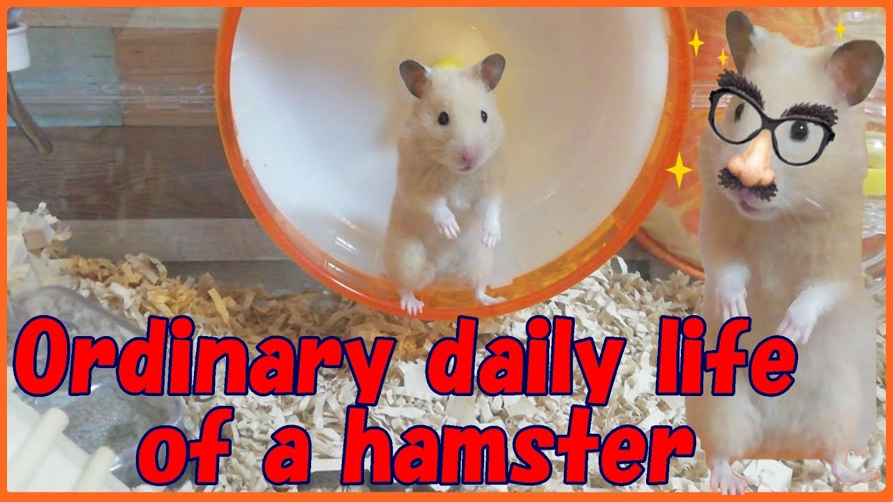 Ordinary daily life of a hamster 🐹🏡】Everyday life with Hamster💗 Cute ...