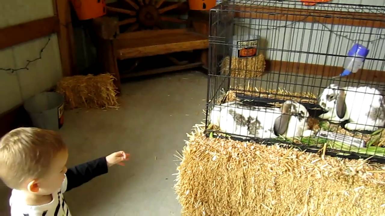 Pumpkin Patch Movie 5 - YouTube