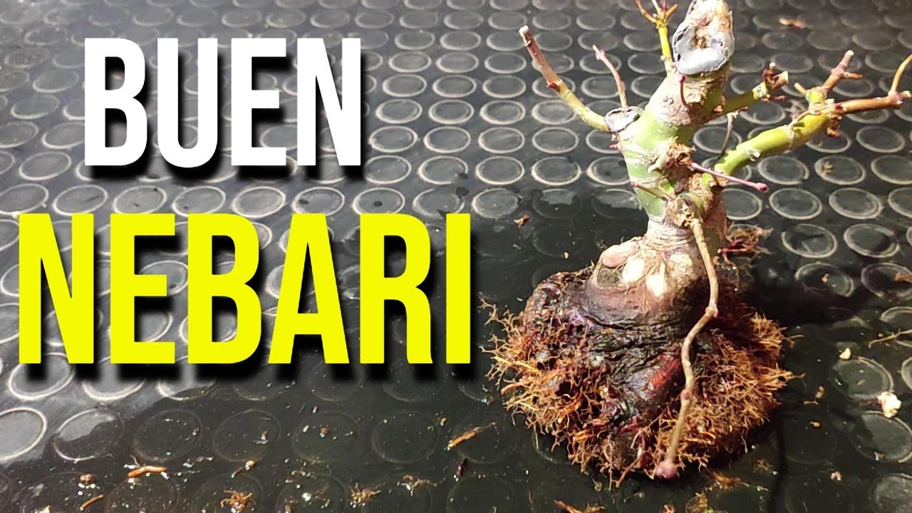 Cómo crear un Buen Nebari en un Acer Palmatum - BONSAI - YouTube