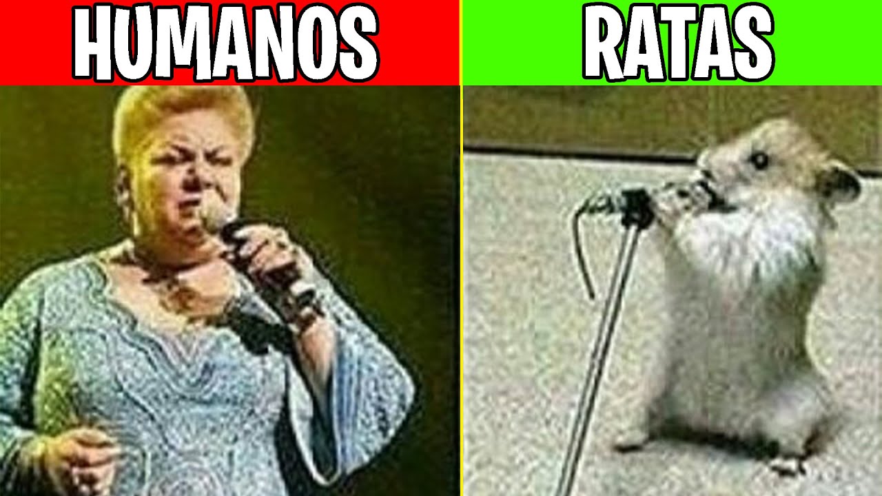 HUMANOS vs RATAS - YouTube