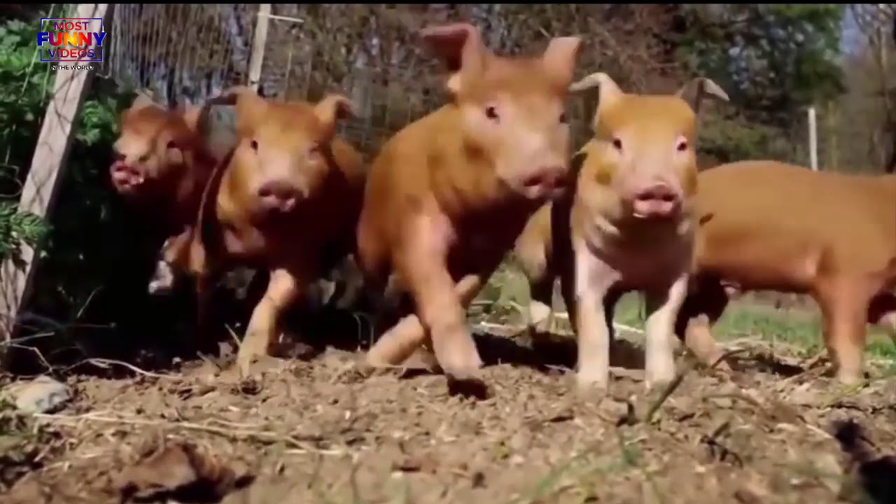 Animals Getting Shocked with Funny Sounds!! - YouTube