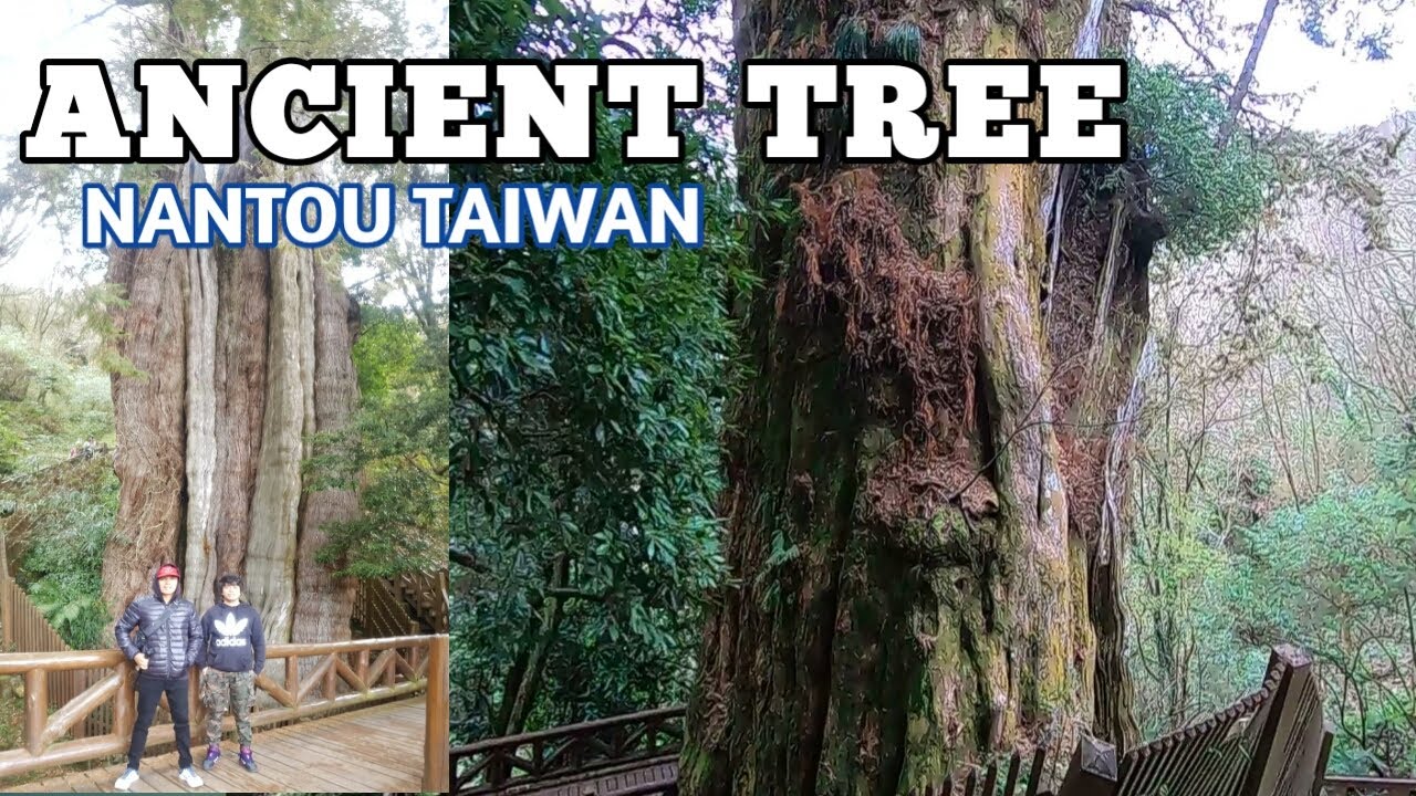 2800 YEARS OLD SACRED TREE | NANTOU TAIWAN - YouTube