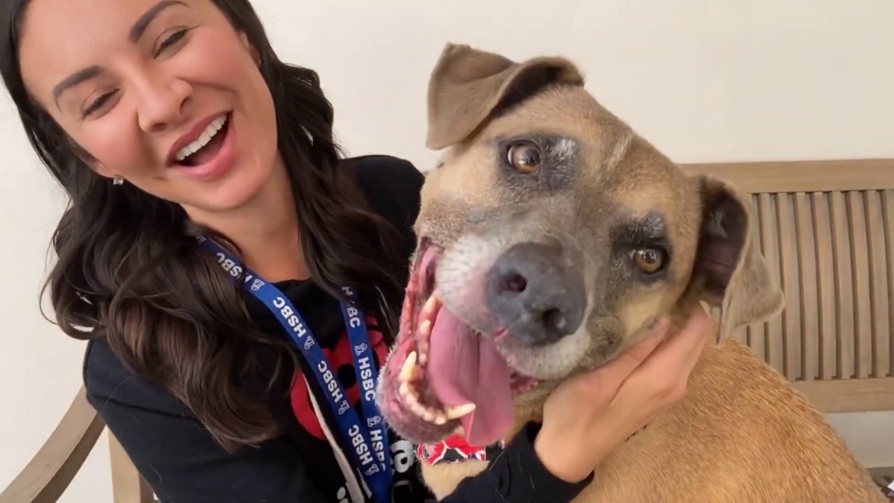 Letty B invites you- VCA Walk For the Animals | March 7, 2020 - YouTube