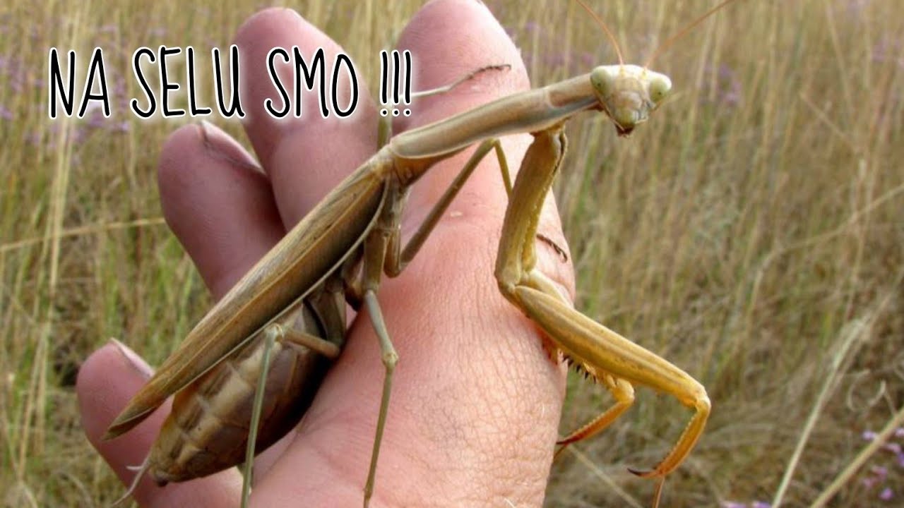 DA LI ZNATE ŠTA JE OVO? | NA SELU SMO !!! - YouTube DA LI ZNATE ŠTA JE OVO? | NA SELU SMO !!! - YouTube