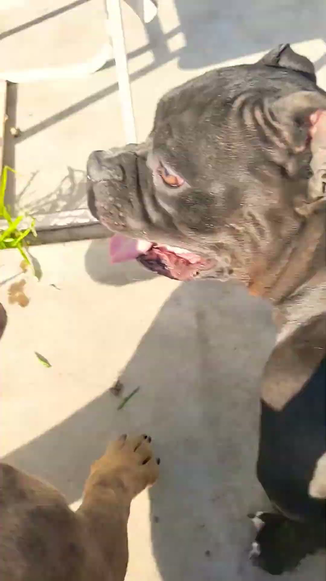 my dog got a ball stuck in his mouth - YouTube