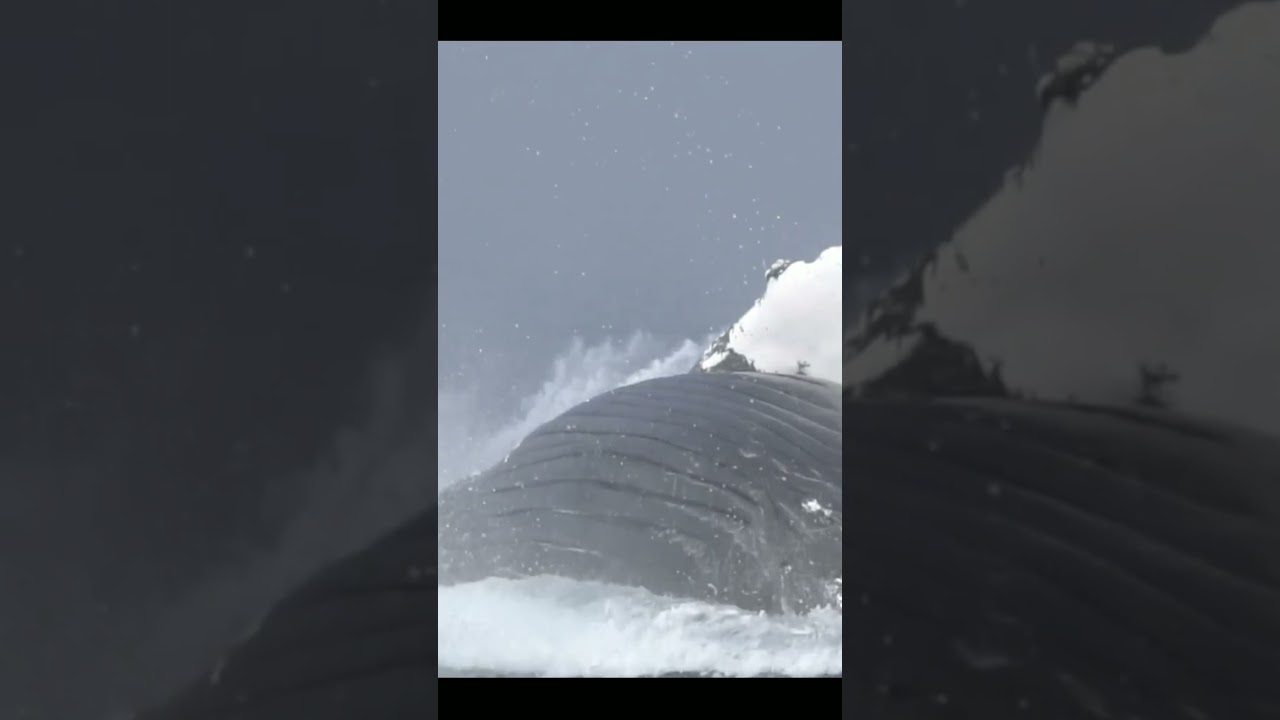 Big Timi fishing video 😱😱🐠🐠#fish #short - YouTube