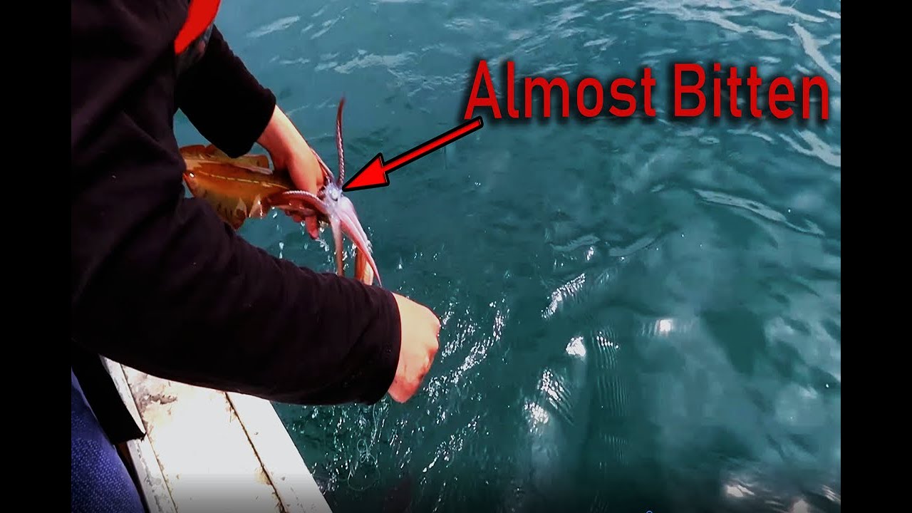 ALMOST BITTEN (Squid Fishing) - YouTube