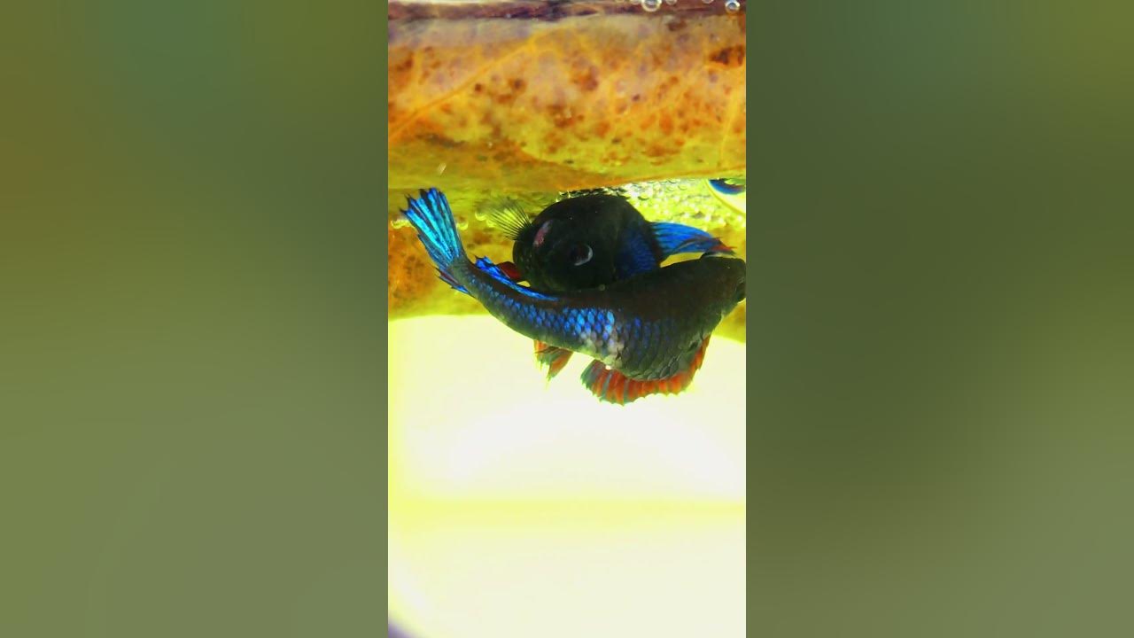 Breeding Betta Bliss: Unlocking the Secrets to Vibrant Fishy Families🐟#shorts #ytshorts # ...
