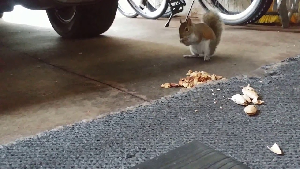 Thursday's Squirrels - YouTube