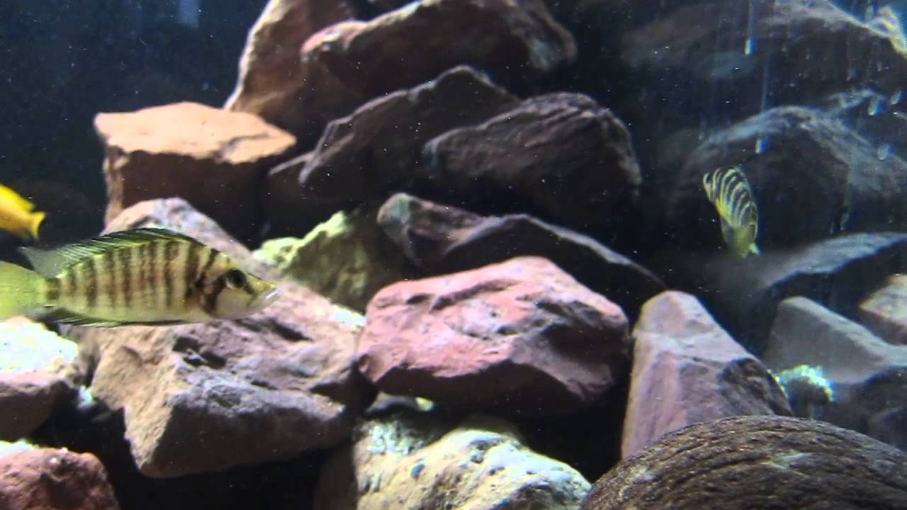 altolamprologus compressiceps golden head / Золотоголовый ...