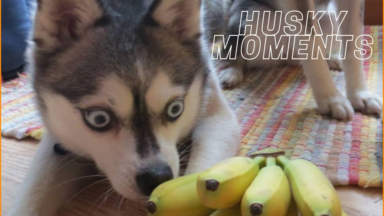 HUSKY MOMENTS #1 - YouTube