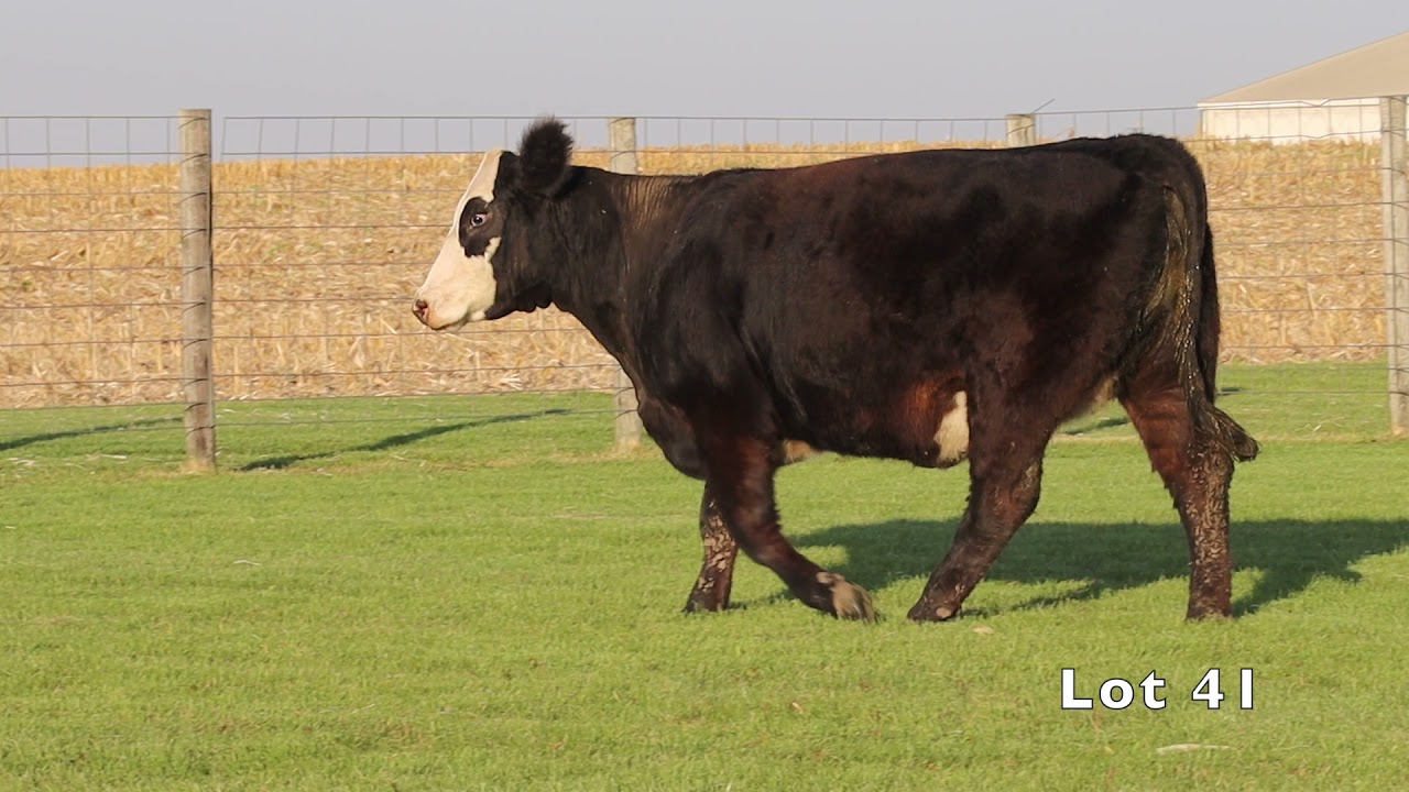 4th Meridian 41 - YouTube