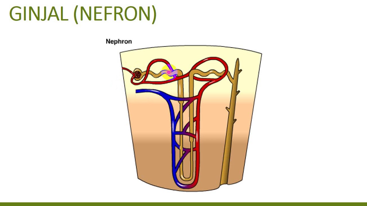 Nefron Ginjal
