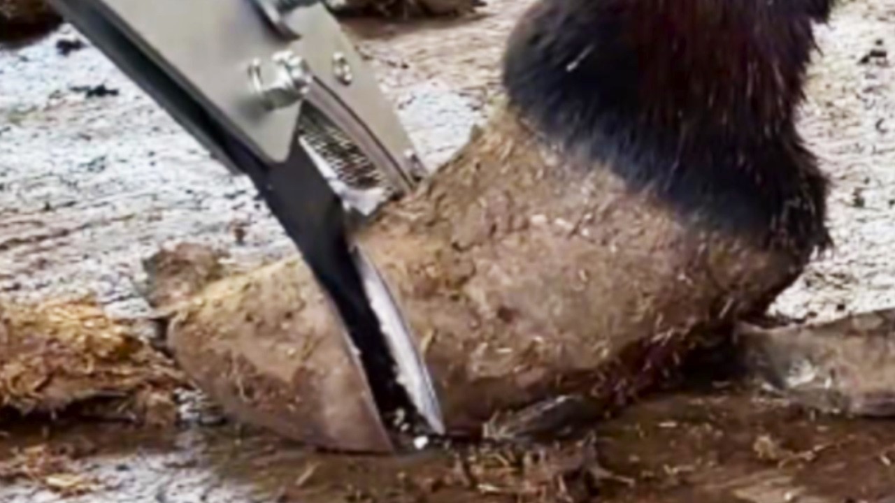 Perfect hoof trimming - trimming bad hooves piece by piece丨ASMR丨Donkey ...