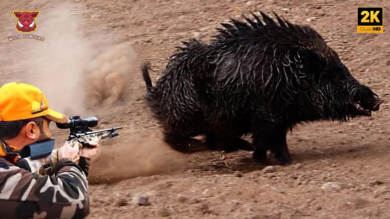 How Do Texas Hunters Deal With 3 Million Wild Hogs With Rifles? | Wild ...