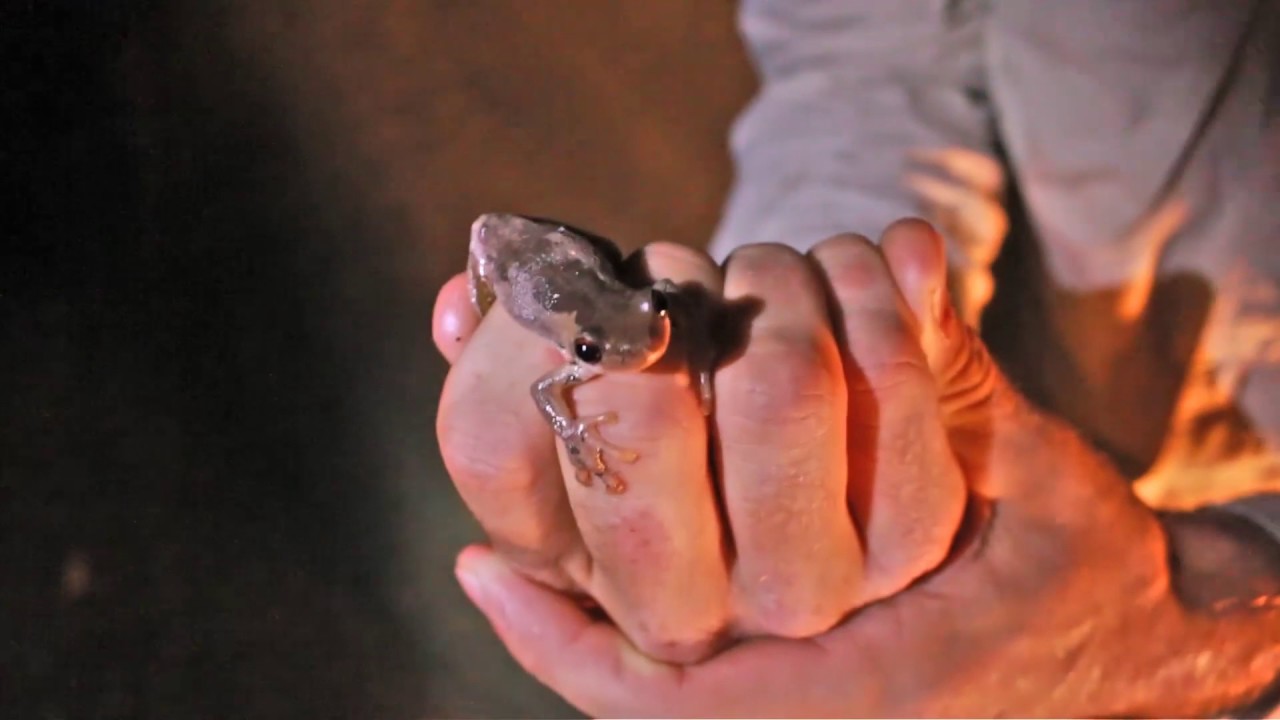 Frogs of the Illawarra - Bleating Tree Frog - YouTube