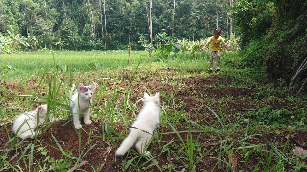 BERMAIN LONCAT LONCATAN BERSAMA KUCING KUCING KECIL - YouTube
