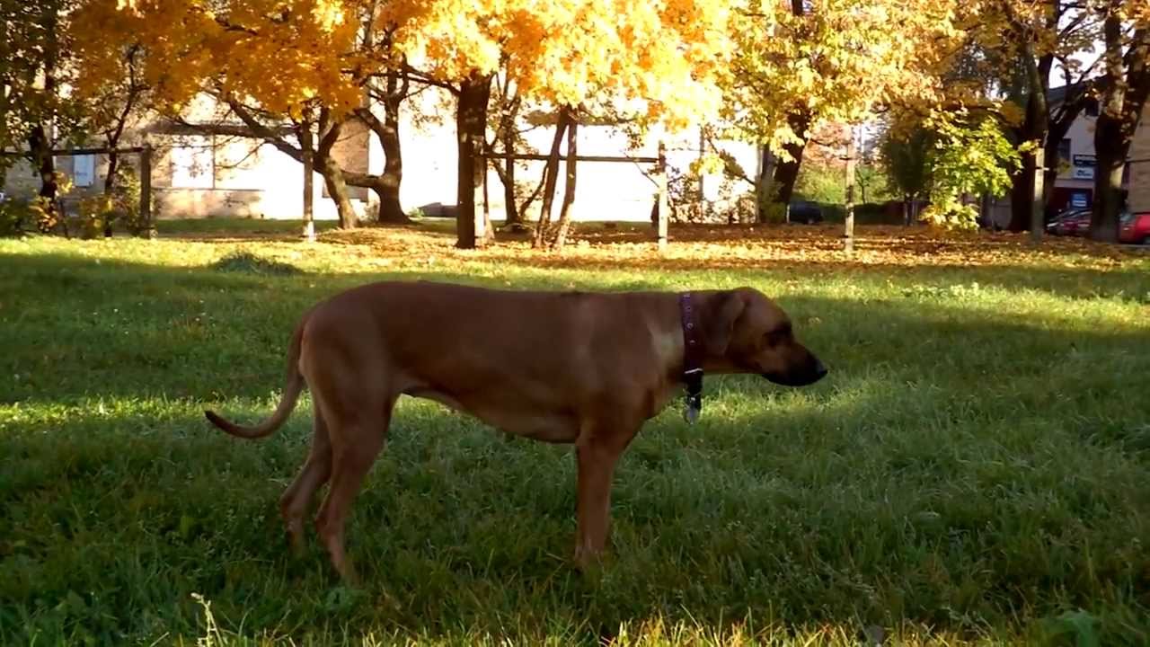Rhodesian ridgeback walking - YouTube