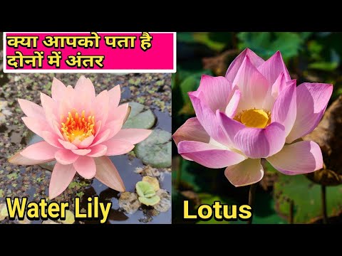 Difference Between Water Lilies and Lotus :: Difference Between Water Lilies and Lotus