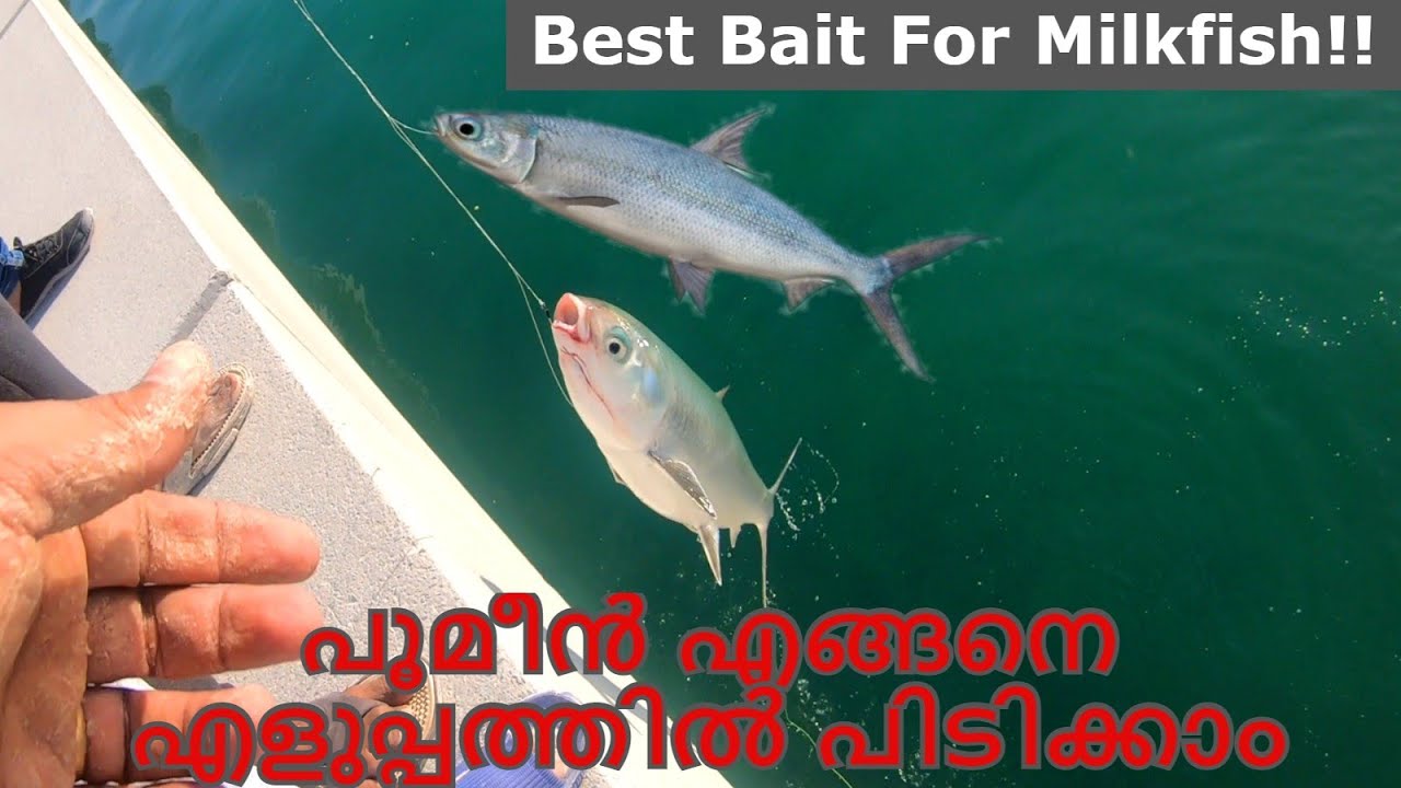 പൂമീൻ എങ്ങനെ എളുപ്പത്തിൽ പിടിക്കാം Best Bait For Milkfish! How to catch ...