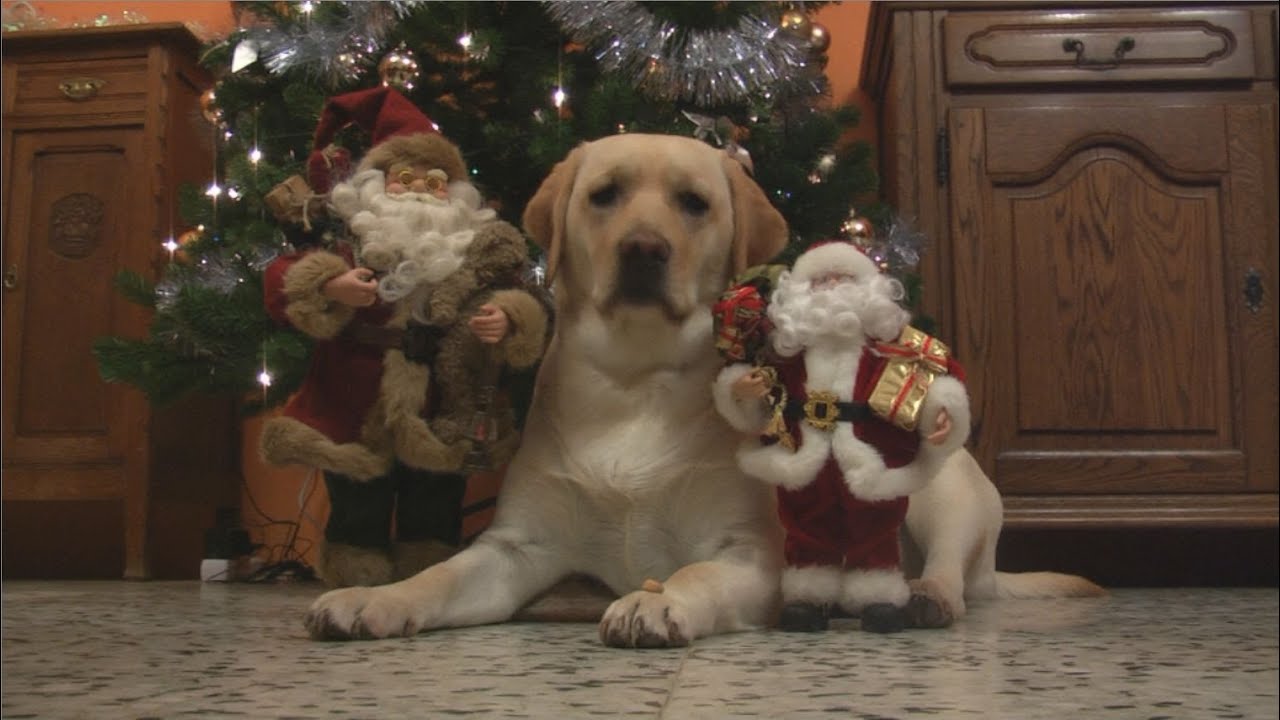 Labrador Luna Merry Christmas - YouTube