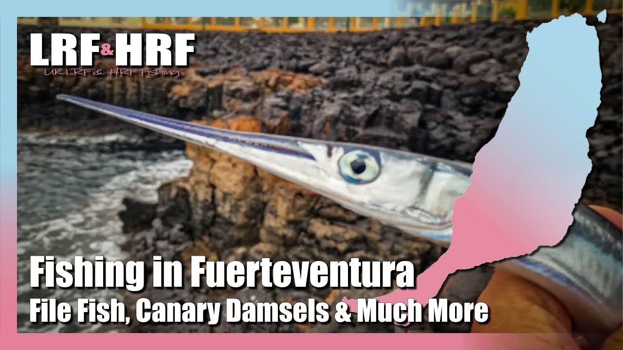 Fishing in Fuerteventura - Needlefish on Lures, Bogue, Saddled Bream ...
