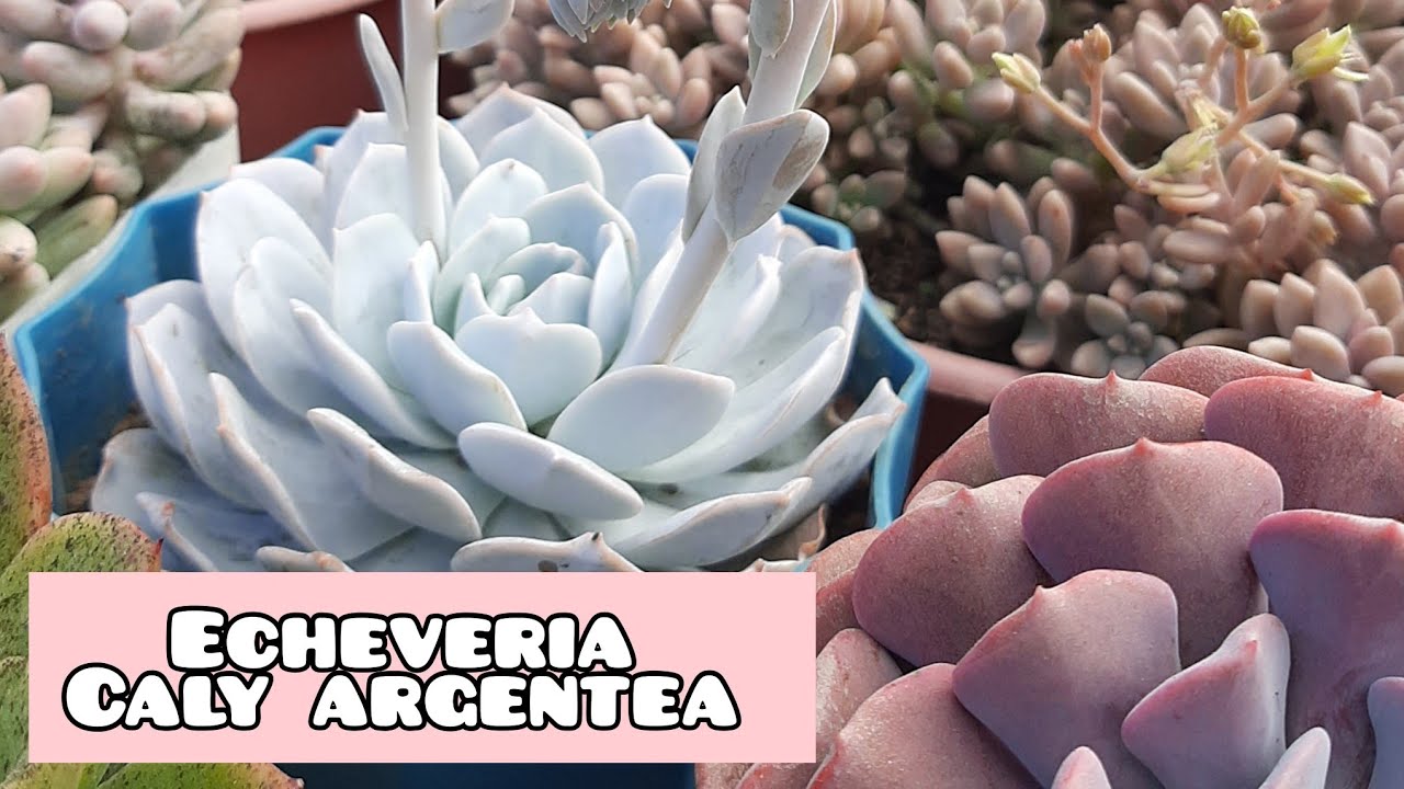 Echeveria Caly Argentea🌸 Una suculenta elegante🥰 - YouTube
