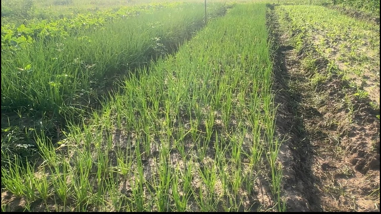 How to Start Spring Onion and Onion Farming in Ghana#agriculture # ...