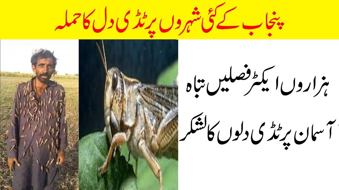 locust (tiddi dal )attack on Fields in Layyah Punjab Pakistan|| Tiddi ...