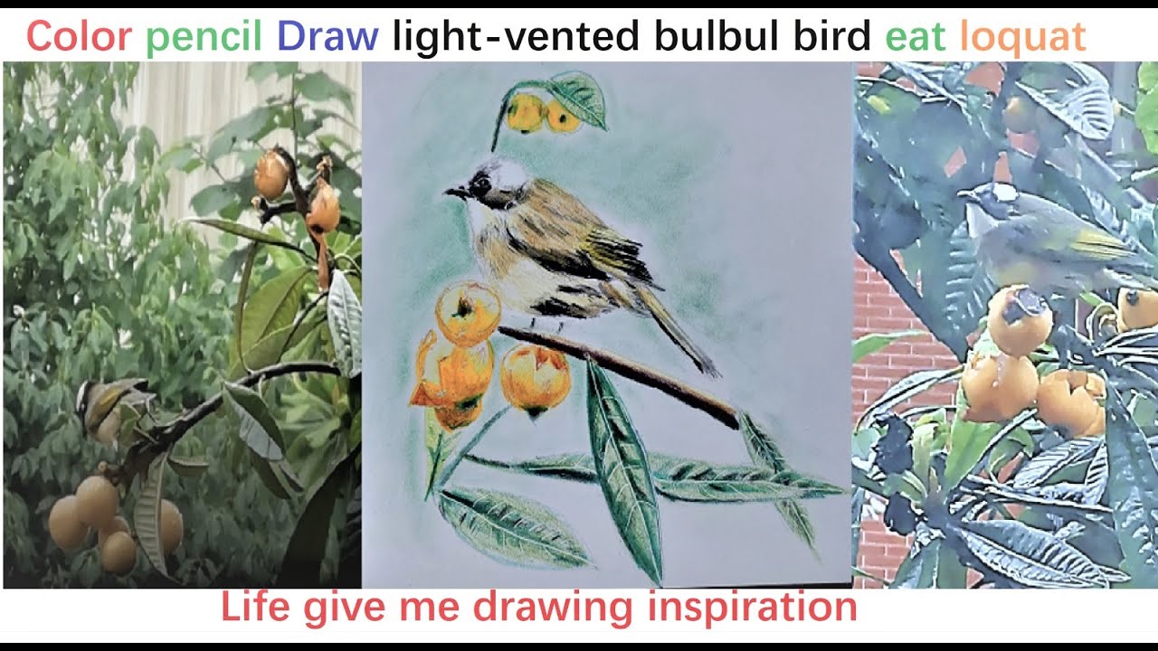Color pencil Draw light-vented bulbul bird eat loquat|彩铅画白头翁鸟吃枇杷创作灵感 ...