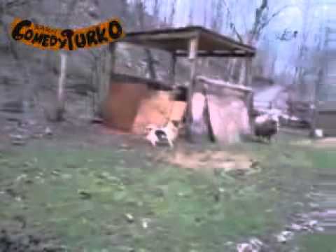 Kendini Köpek Sanan Koyun    Komik Videolar ComedyTurko